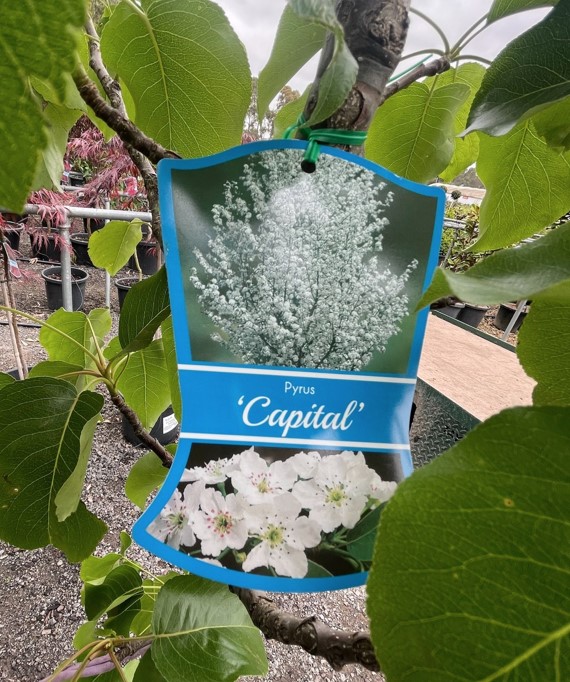 Ornamental Pear Capital - Plants for Spaces