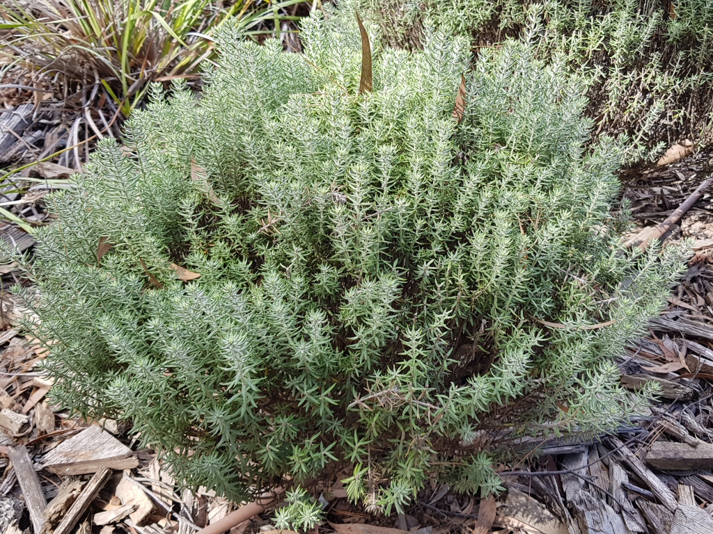 Coastal Rosemary Funky Chunky - Plants for Spaces