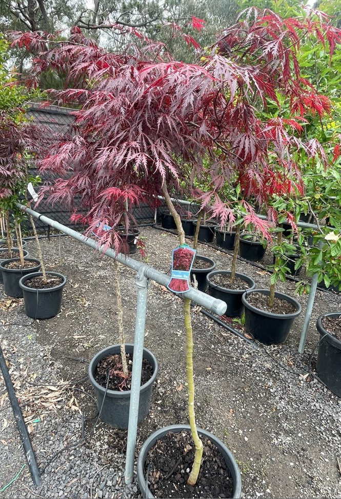 Weeping Japanese Maple Tree