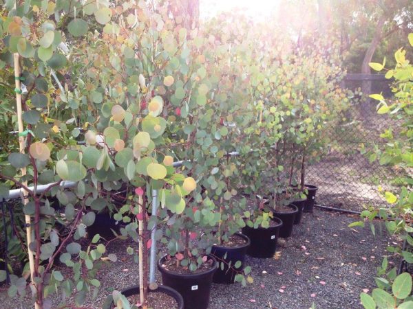 Eucalyptus Red Box - Plants for Spaces