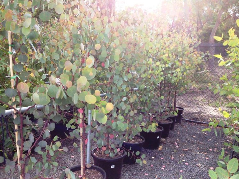 Eucalyptus Trees - Plants for Spaces