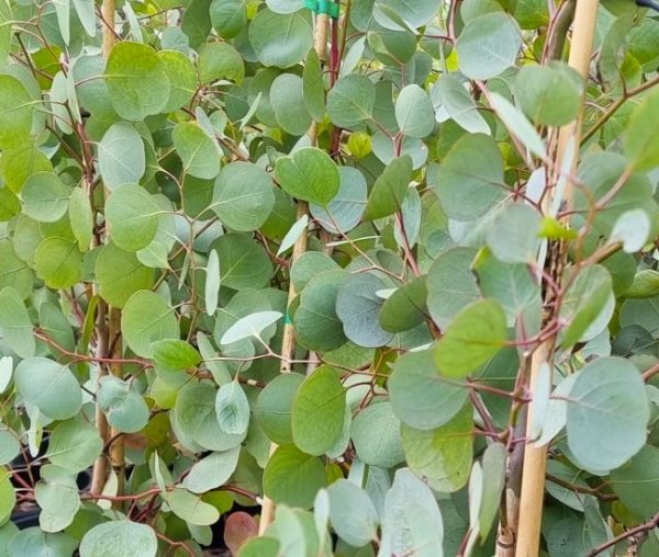 Eucalyptus Red Box - Plants for Spaces