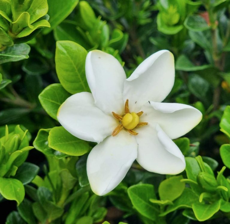Flowering Hedge Plants for Sale Melbourne | Plants for Spaces