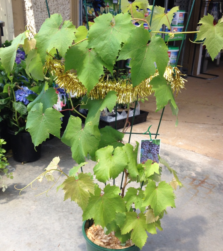 Grape Vine - Plants for Spaces