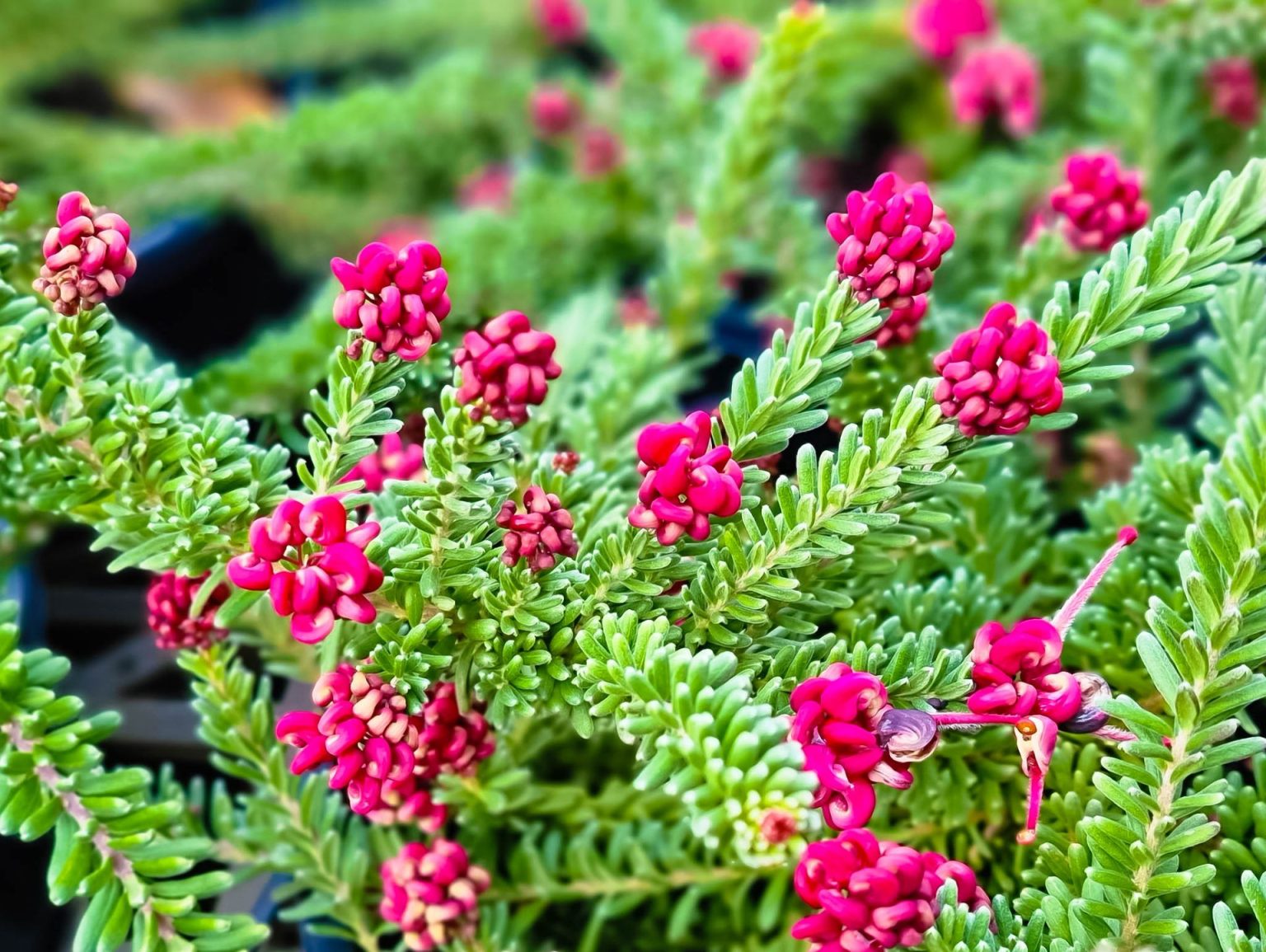 Grevillea - Plants for Spaces