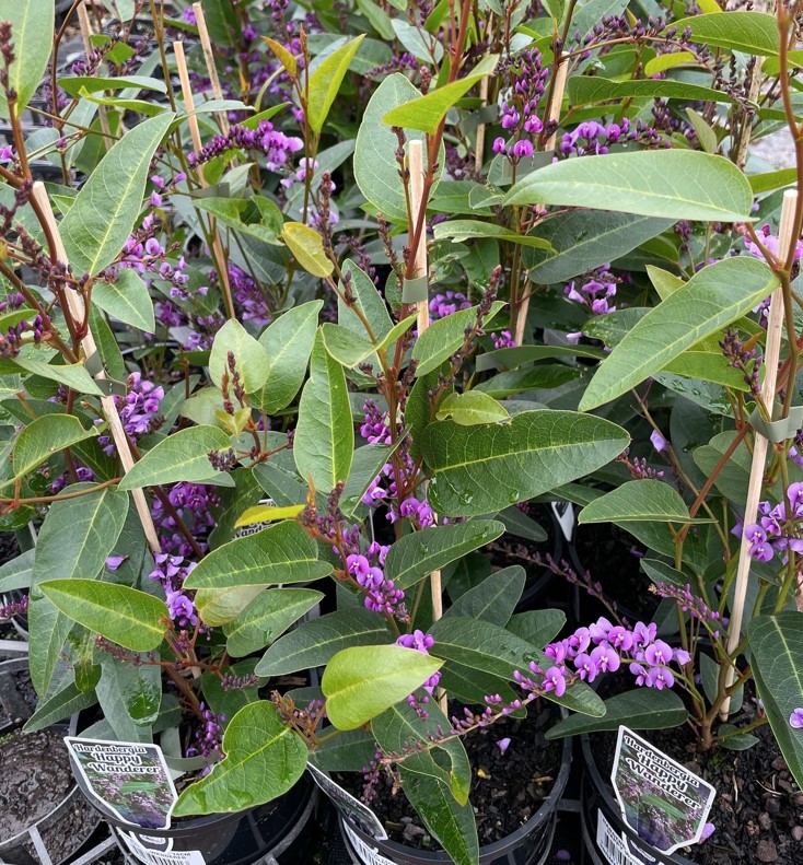 Happy Wanderer - Plants for Spaces