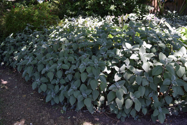 Silver Spurflower - Plants for Spaces