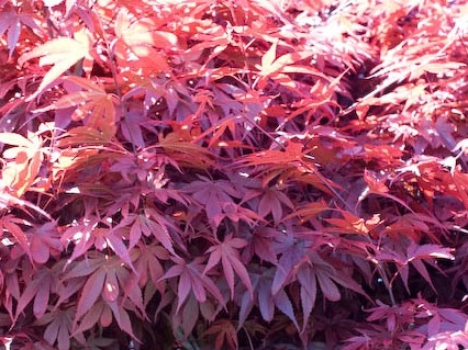 Upright Japanese Maple Shaina - Plants for Spaces