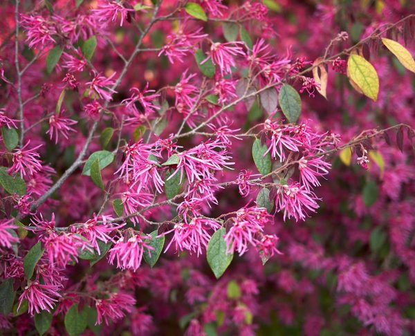 Chinese Fringe Flower Plum Gorgeous - Plants for Spaces