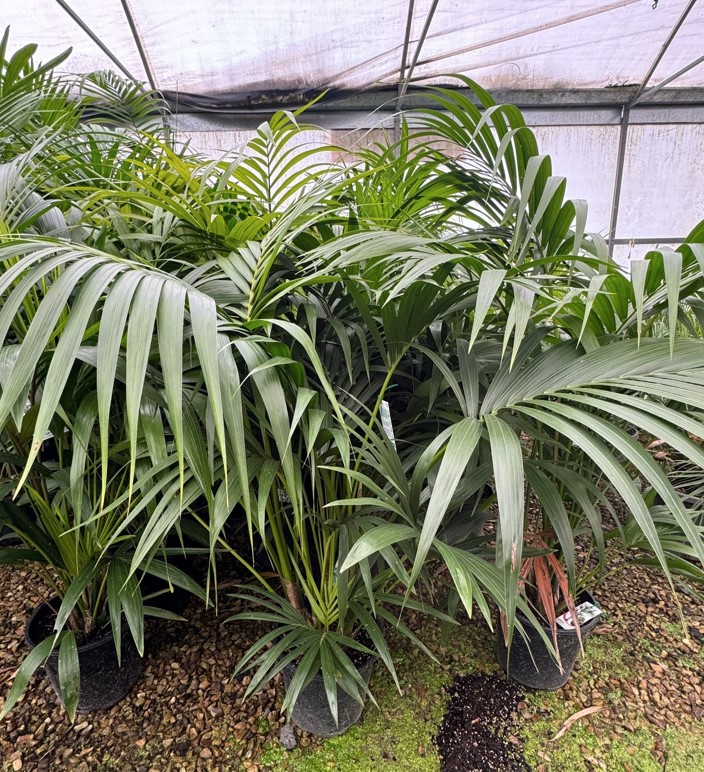 Kentia Palm Plants For Spaces