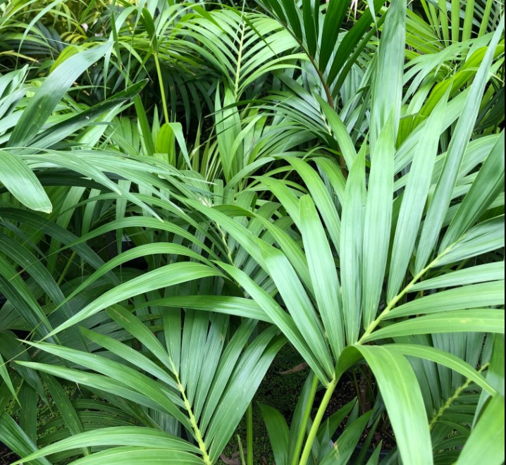 Kentia Palm Plants For Spaces