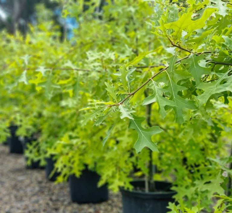Pin Oak - Plants for Spaces
