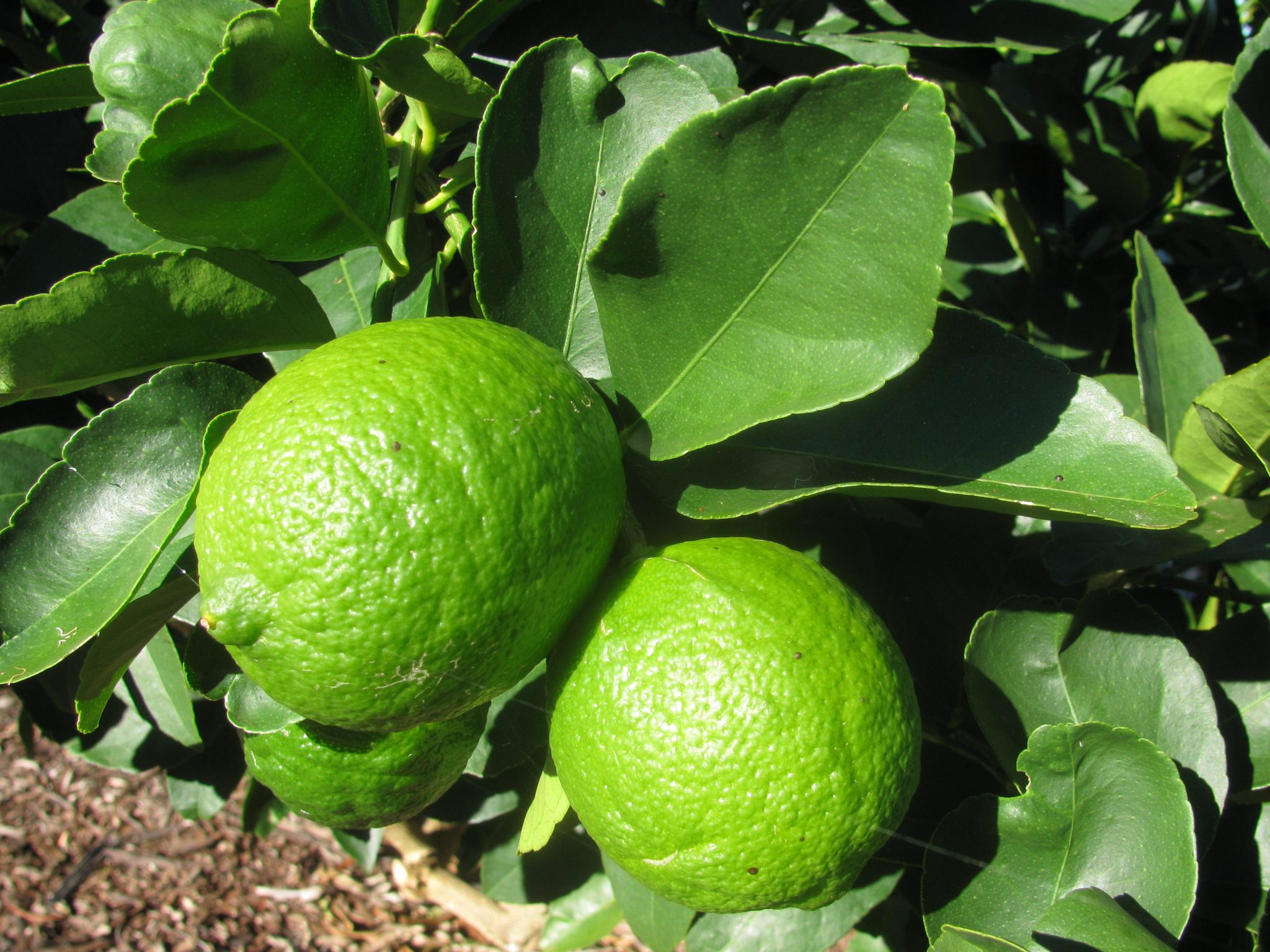 Tahitian Lime Tree - Plants for Spaces