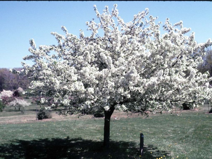 Malus hybrida Sutyzam Sugar Tyme - Plants for Spaces