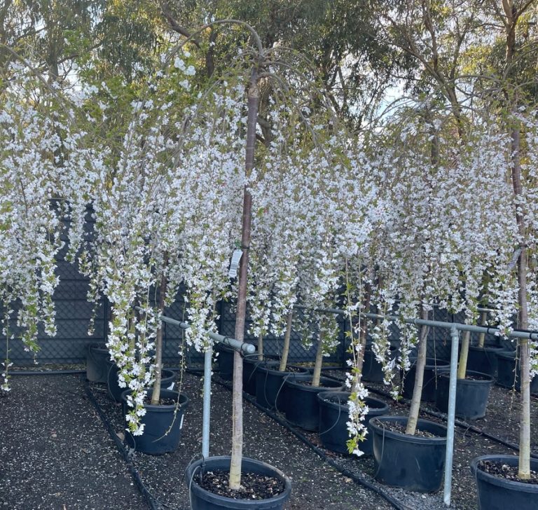 Weeping Japanese Cherry (Falling Snow) - Plants for Spaces