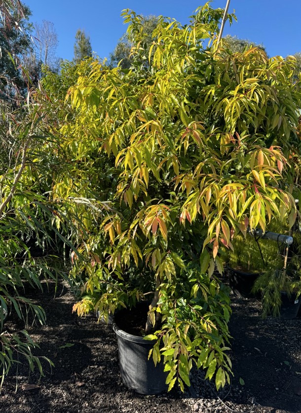 Lilly Pilly Weeping - Plants for Spaces