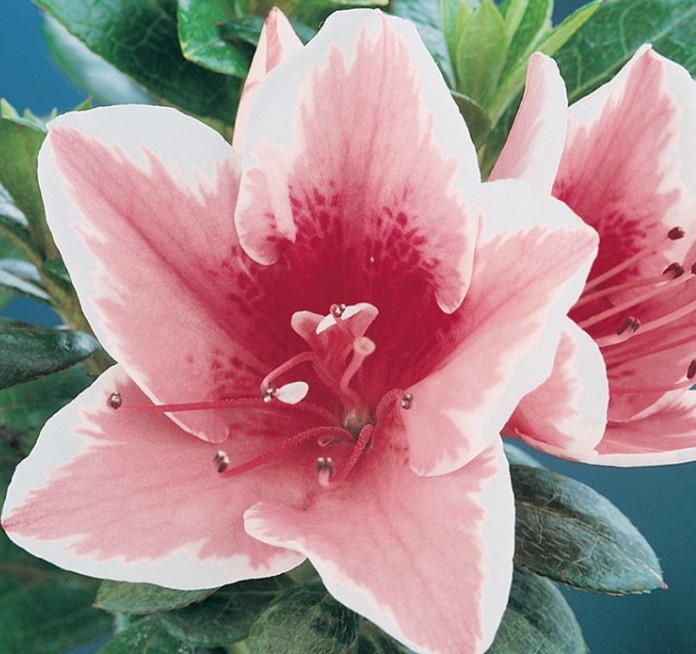 Hedging Plants and Screening Trees Melbourne | Plants for Spaces