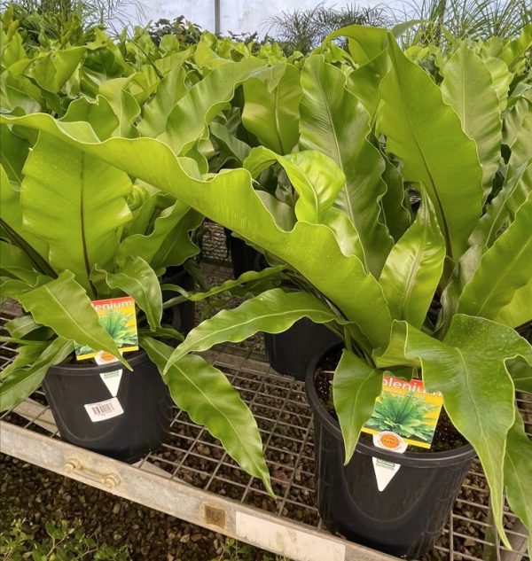 Palms, Ferns & Tropical - Plants for Spaces