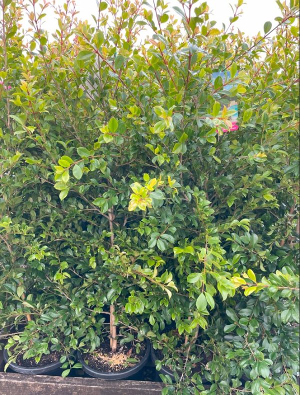 Lilly Pilly Backyard Bliss - Plants for Spaces