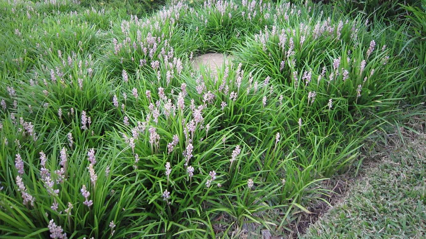 Liriope muscari Isabella - Plants for Spaces