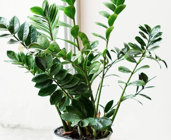 Zanzibar Gem - Plants for Spaces