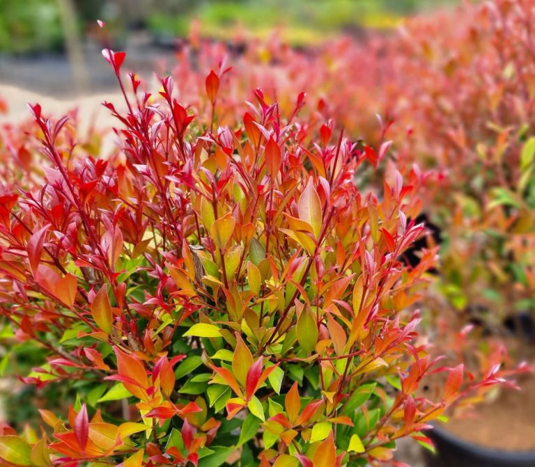 Lilly Pilly Minor Sunrise - Plants for Spaces