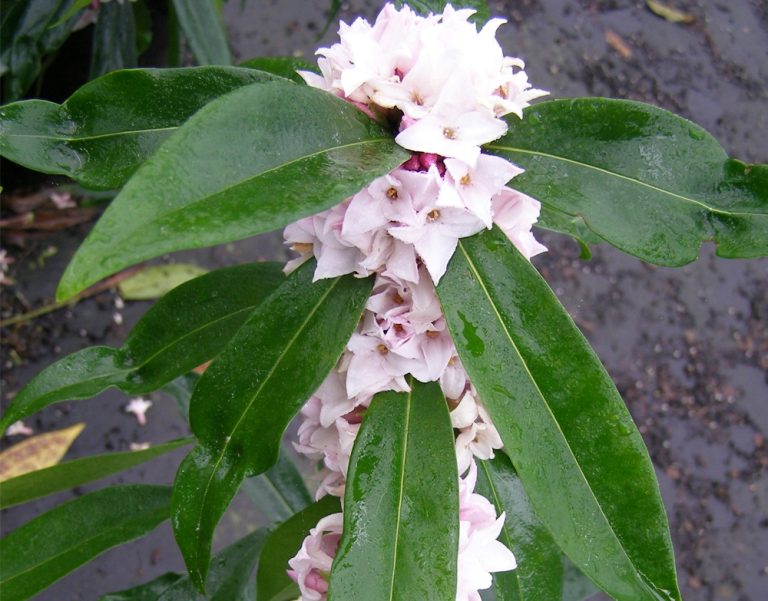 Daphne Perfume Princess - Plants for Spaces