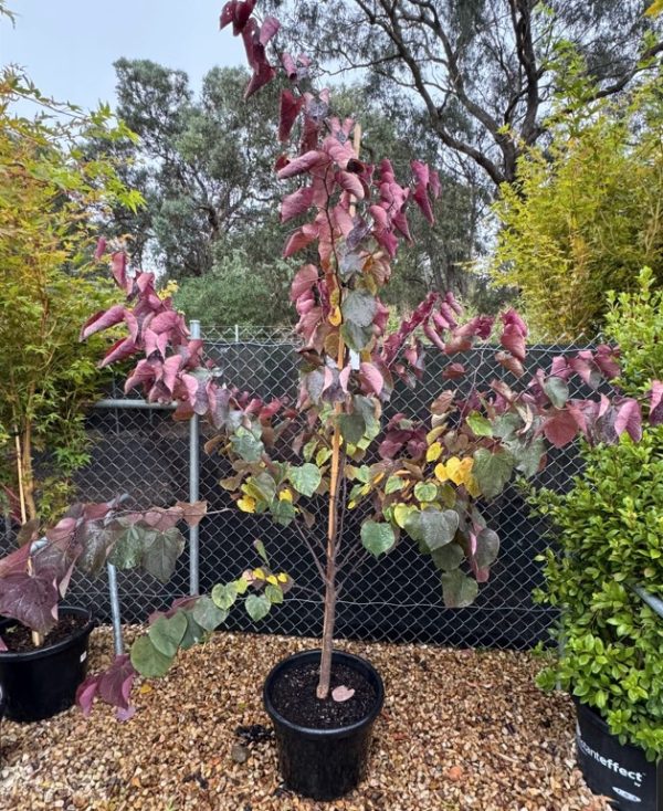 Shop For Plants Online in Melbourne | Plants for Spaces