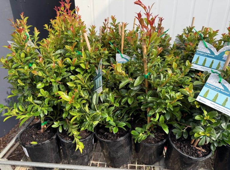 Lilly Pilly Straight and Narrow - Plants for Spaces