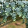 Eucalyptus Baby Blue - Plants for Spaces