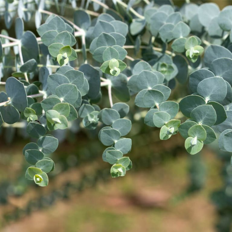 Eucalyptus Baby Blue - Plants for Spaces