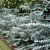 Eucalyptus Baby Blue - Plants for Spaces