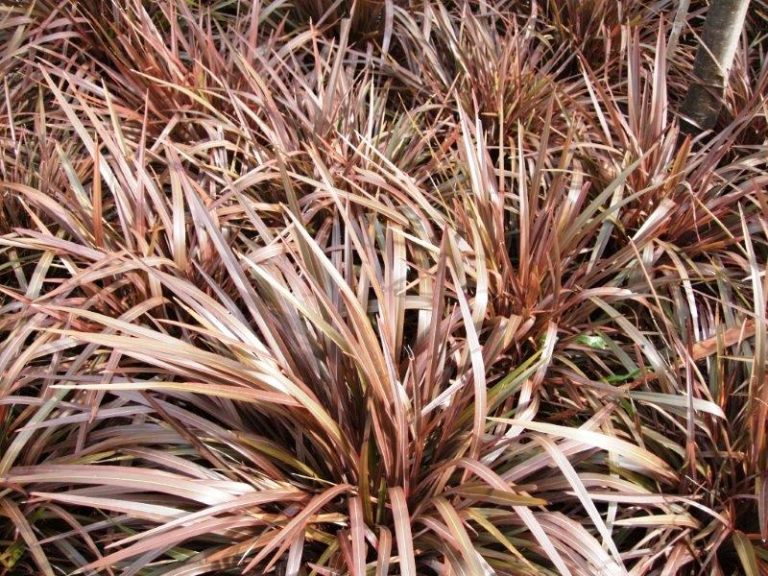 New Zealand Flax Sweet Mist - Plants for Spaces