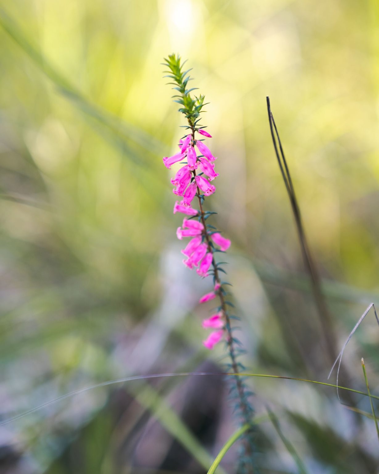 Common Heath - Plants for Spaces