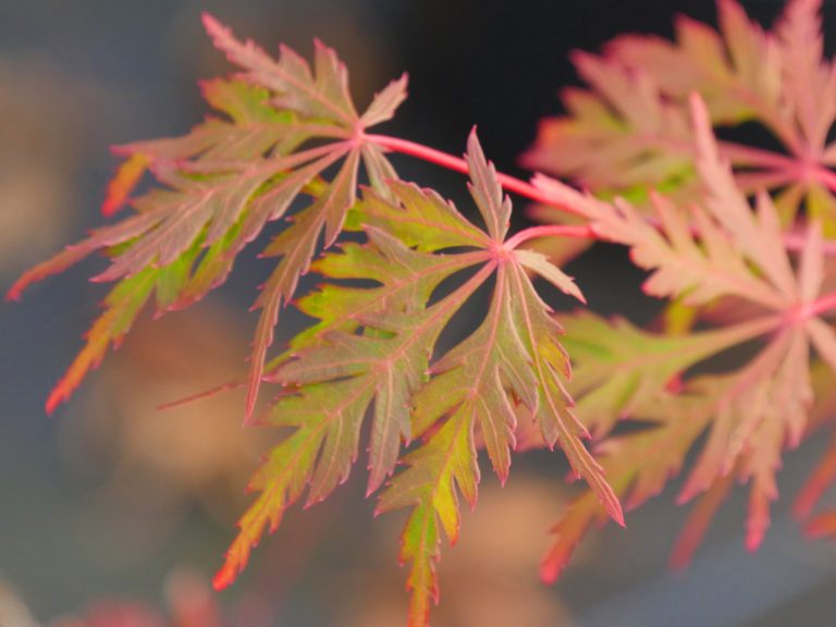 Weeping Japanese Maple Autumn Fire - Plants for Spaces