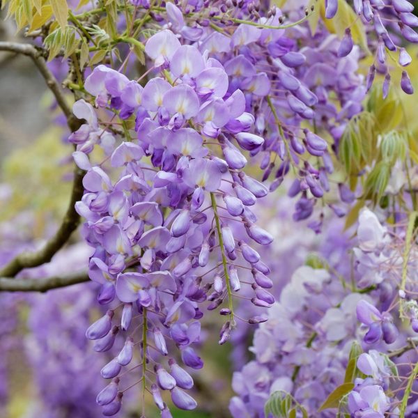 Wisteria sinensis - Plants for Spaces