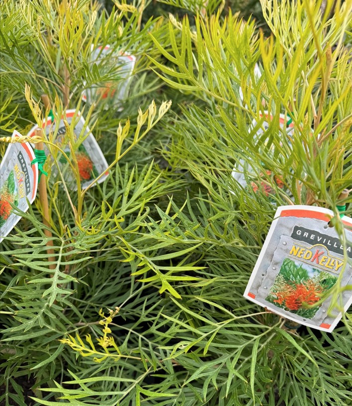 Grevillea Ned Kelly - Plants for Spaces