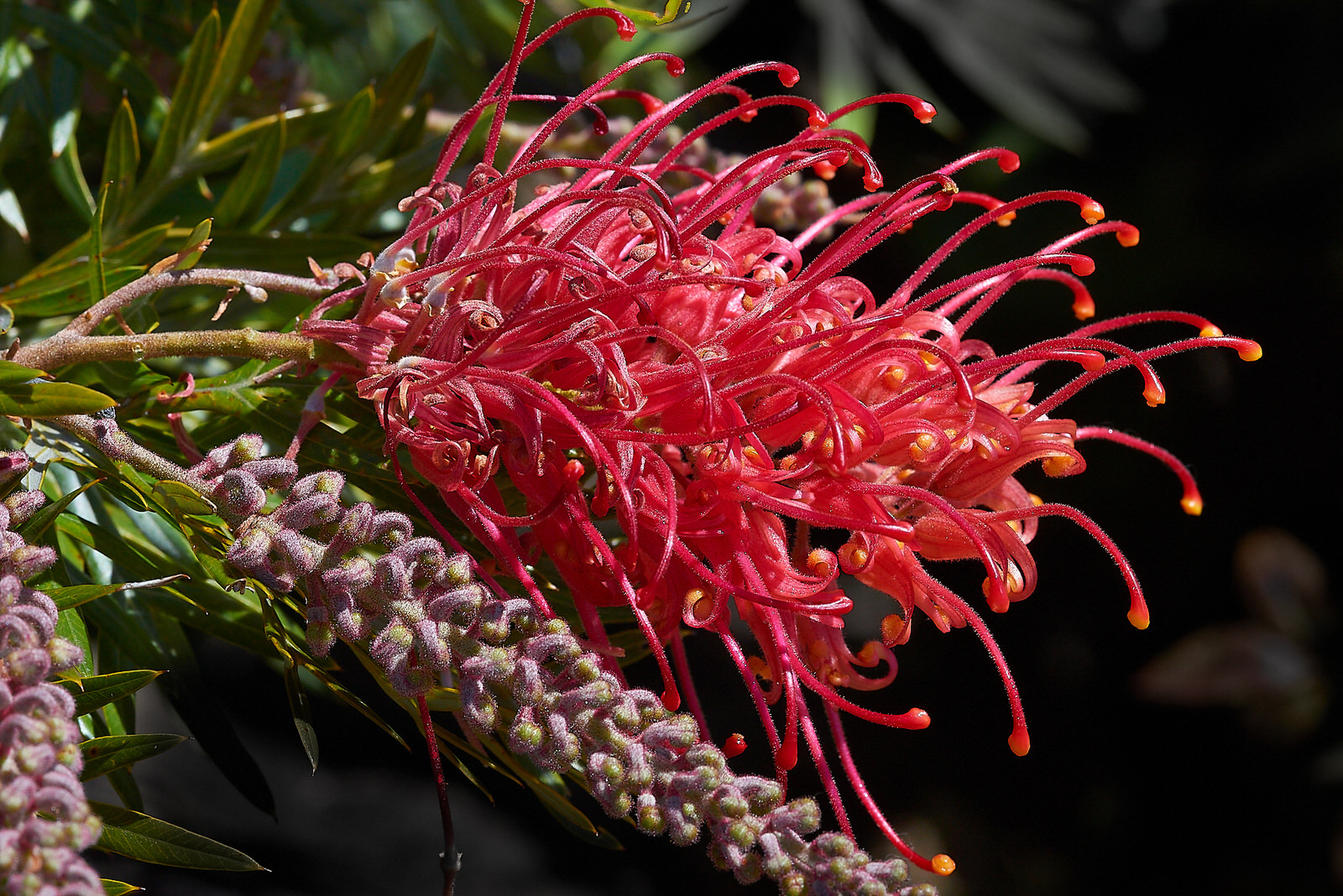 Grevillea Robyn Gordon - Plants for Spaces