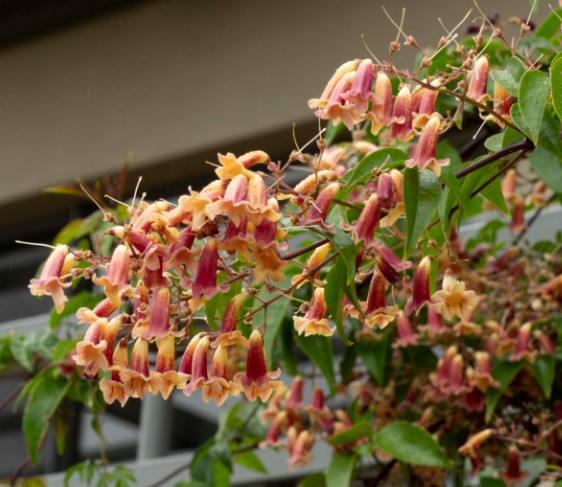 Wonga Wonga Vine Ruby Belle - Plants for Spaces