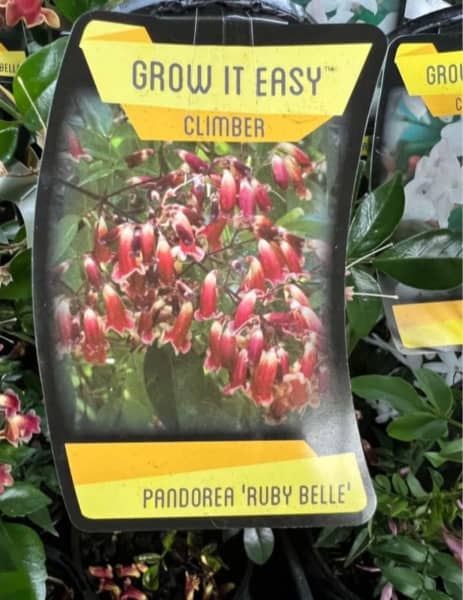 Wonga Wonga Vine Ruby Belle - Plants for Spaces