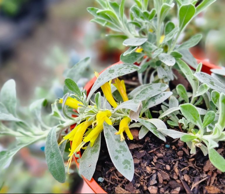 Low Growing Dwarf Hedge Plants for Sale | Plants for Spaces