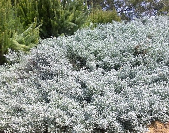 Eremophila Blue Horizon - Plants for Spaces