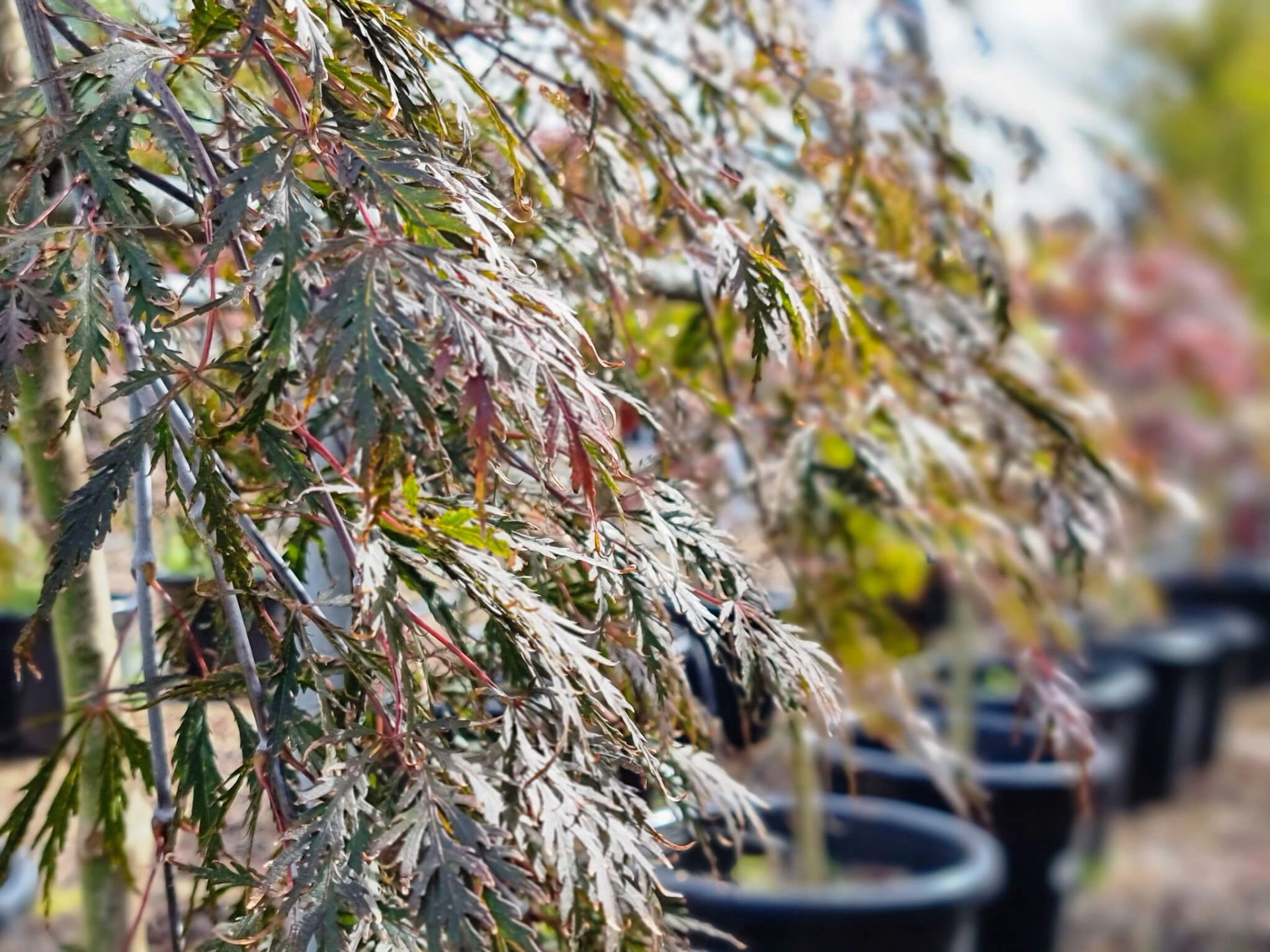 Weeping Japanese Maple Inaba Shidare - Plants for Spaces