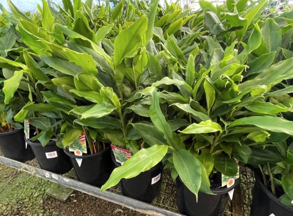 Dwarf Cardamon Ginger - Plants for Spaces