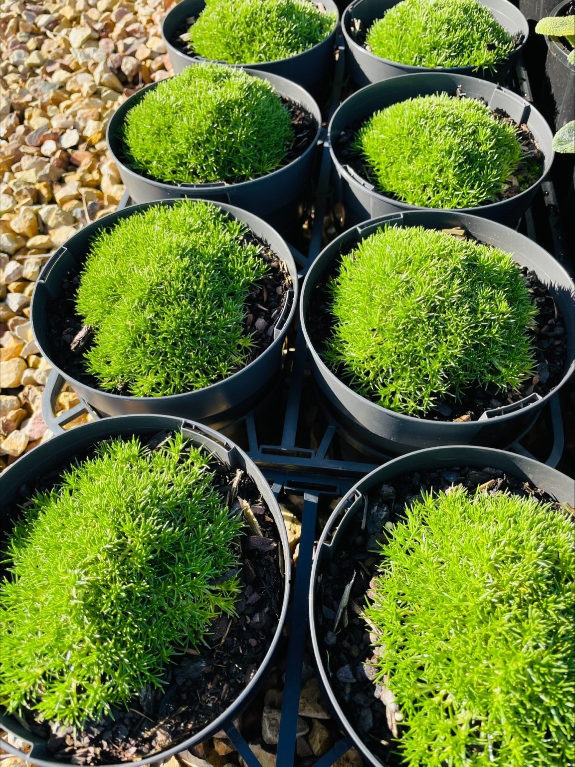 Scleranthus biflorus Lime Lava - Plants for Spaces