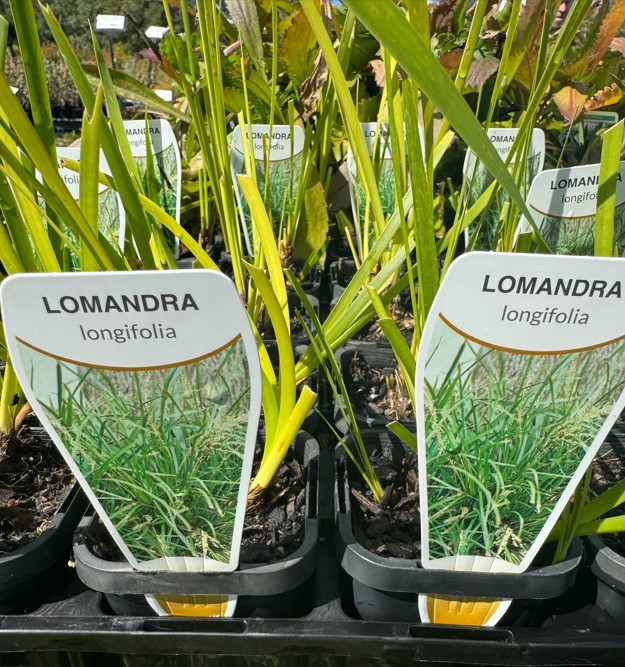 Tubestock - Plants for Spaces