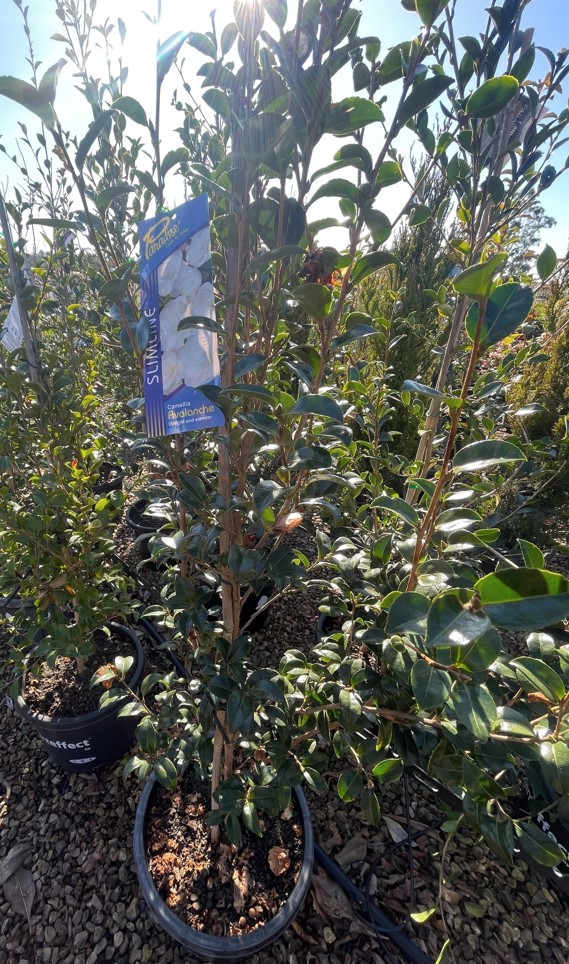 Camellia sasanqua Avalanche - Plants for Spaces