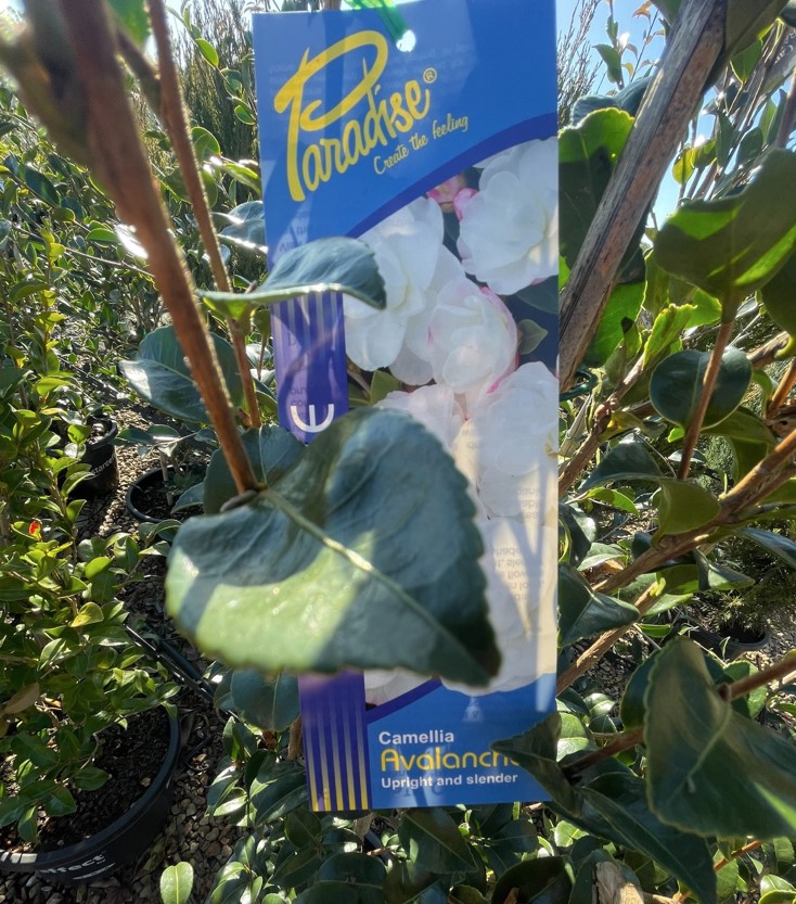 Camellia Avalanche - Plants for Spaces