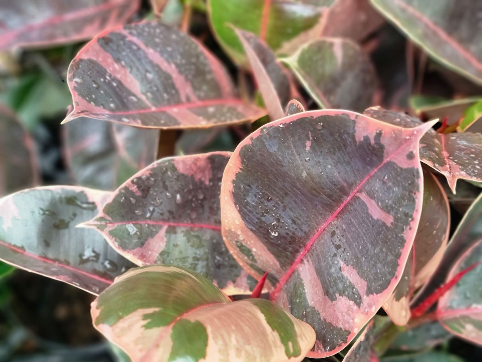 Rubber Tree Plant Ruby - Plants for Spaces