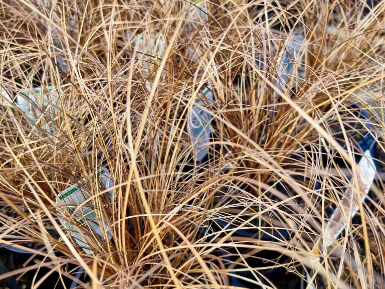 Grasses, Strappy & Tufting - Plants for Spaces